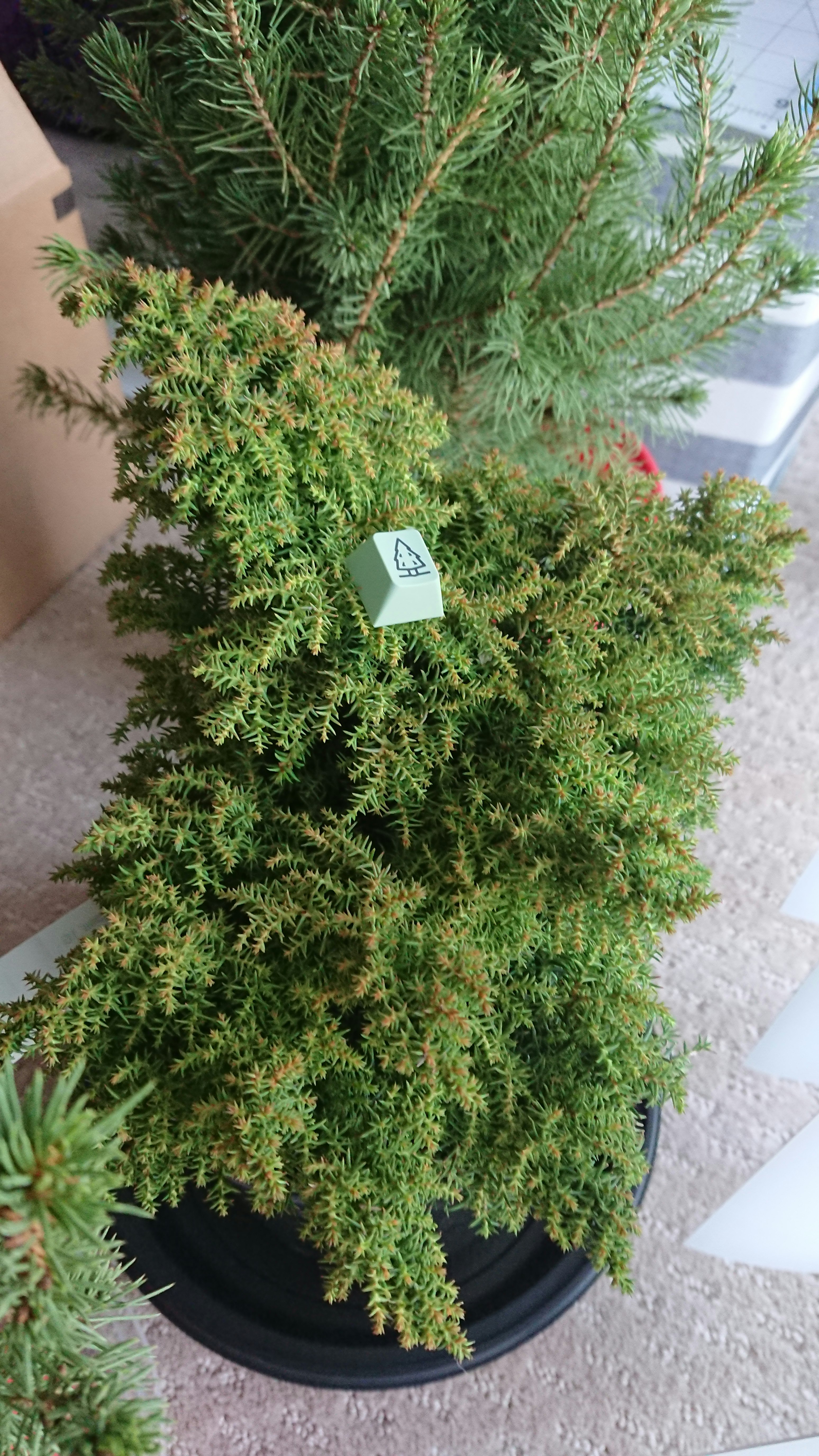 Treecap: Keycaps for Charity | Mechanical Keyboards | Keycaps | Drop