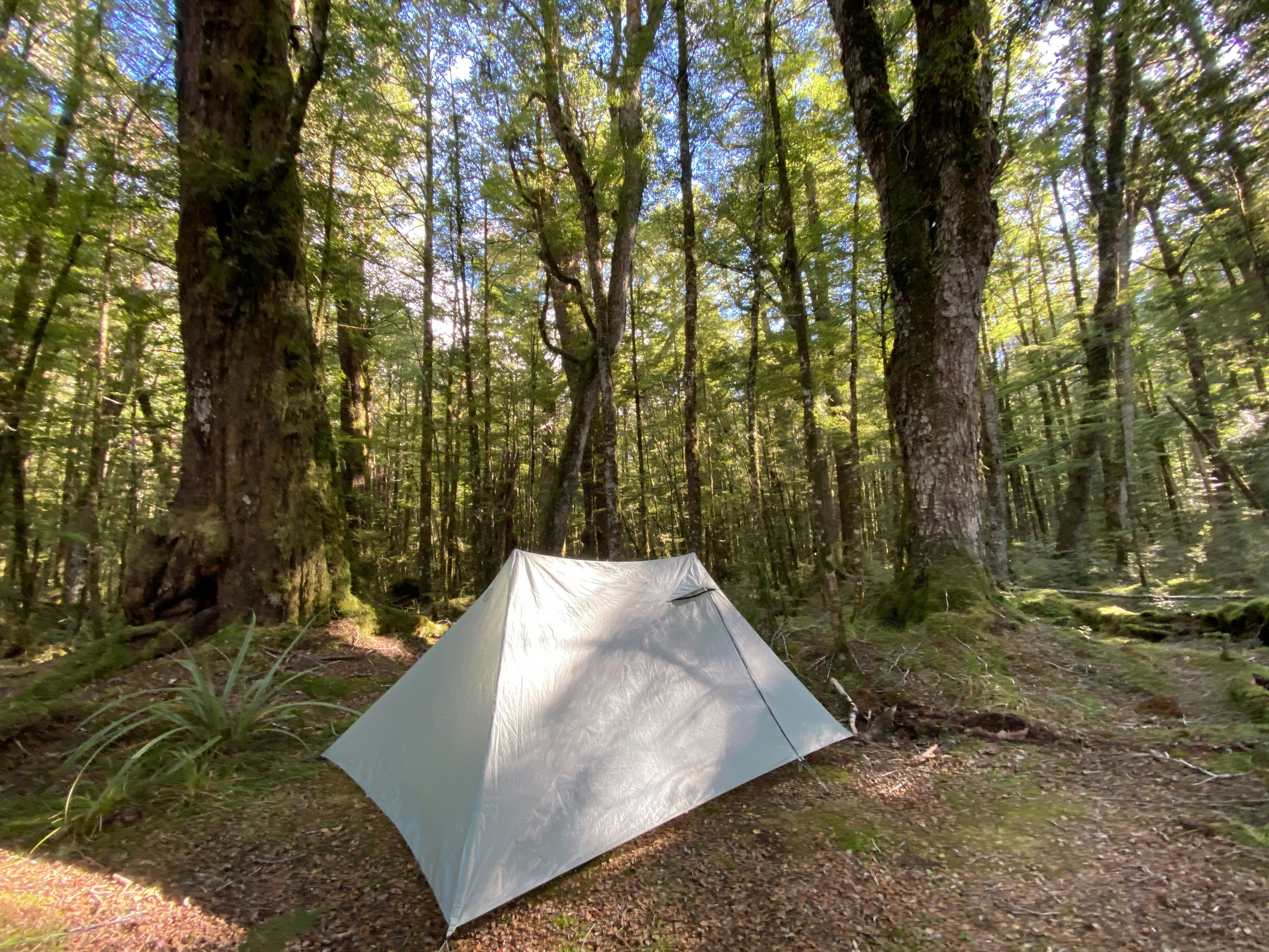 In the New Zealand bush | Drop