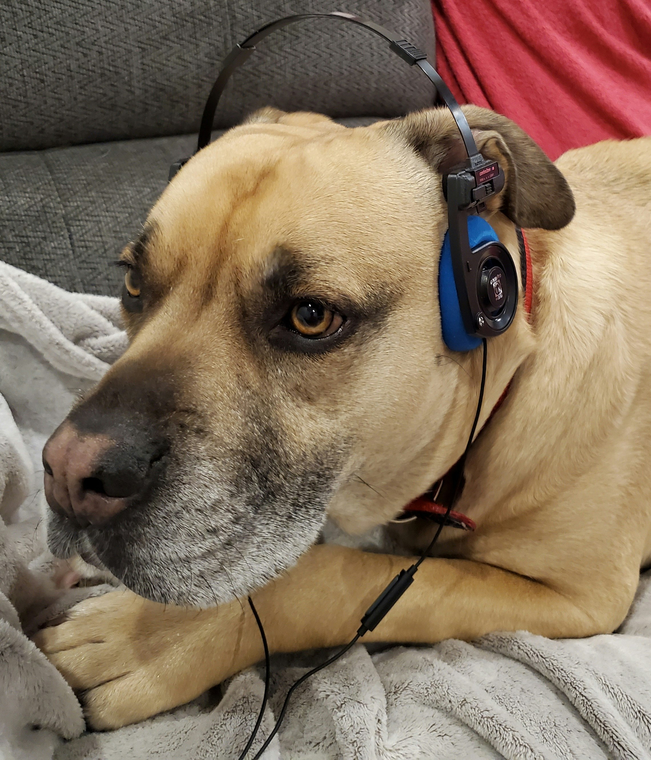 Massdrop x Koss Porta Pro X Headphones | Open-Back Audiophile | Drop