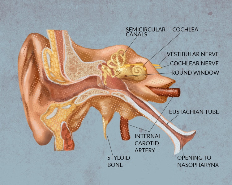 Massdrop 101: The Anatomy of the Ear | Drop